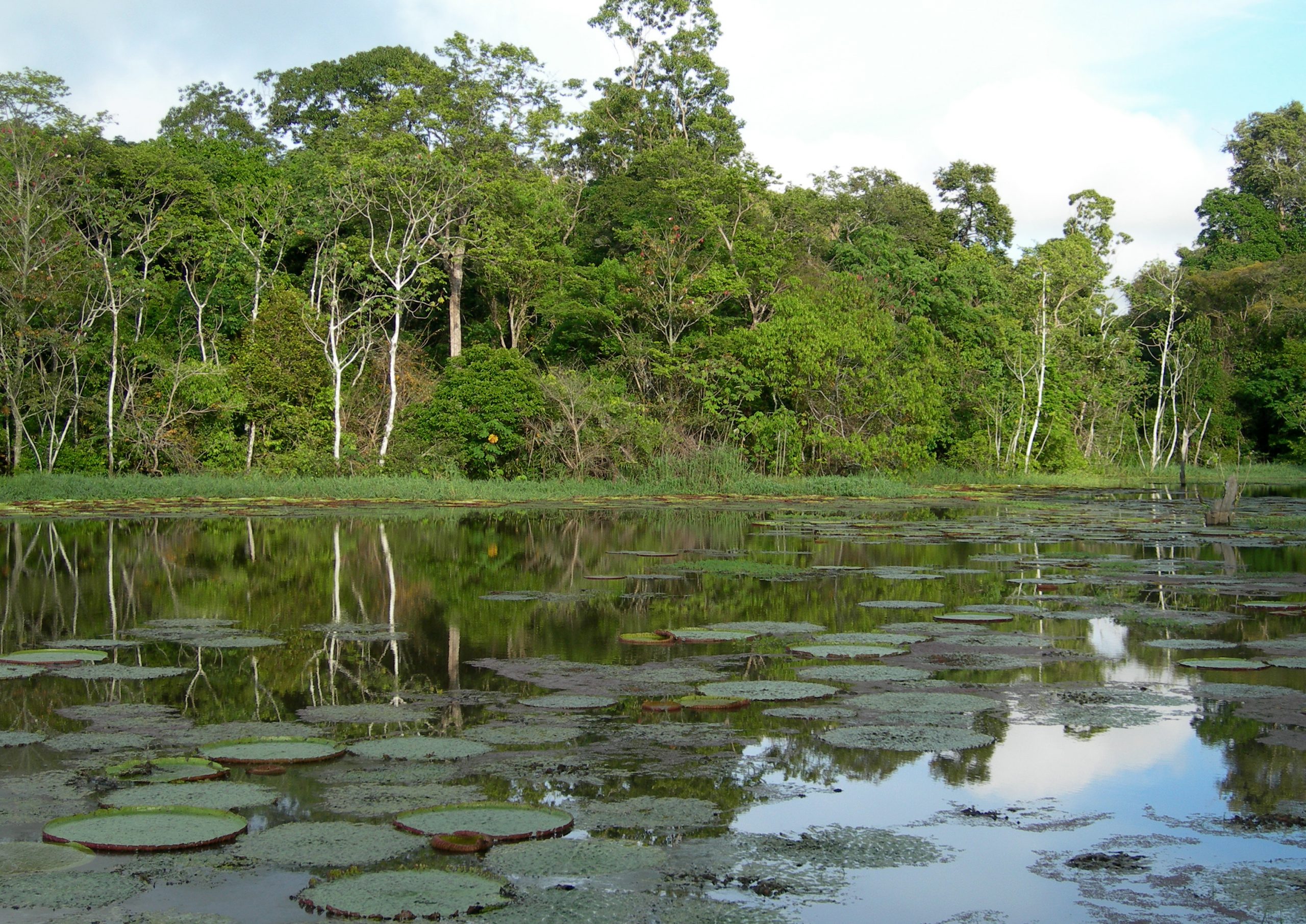 Brazil's "First Step" Toward Curbing Deforestation