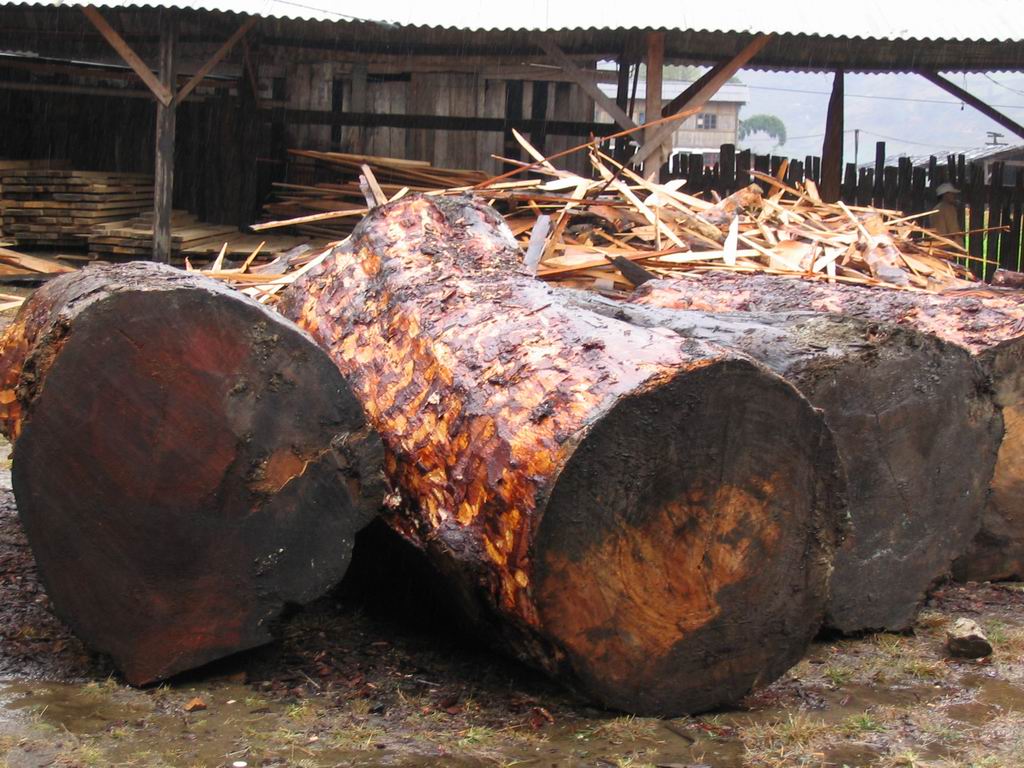 China’s Logging Ban Impacts Other Countries As Well