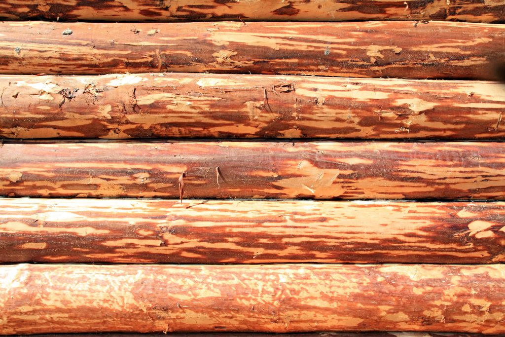 Timber Regulation Enforcement Exchange - Forest Trends