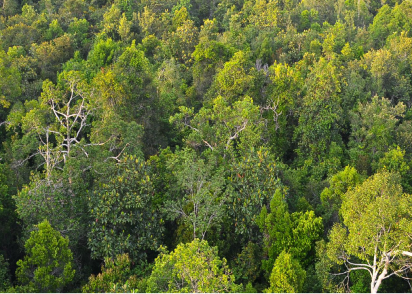 Forest Trends - Pioneering Finance for Conservation