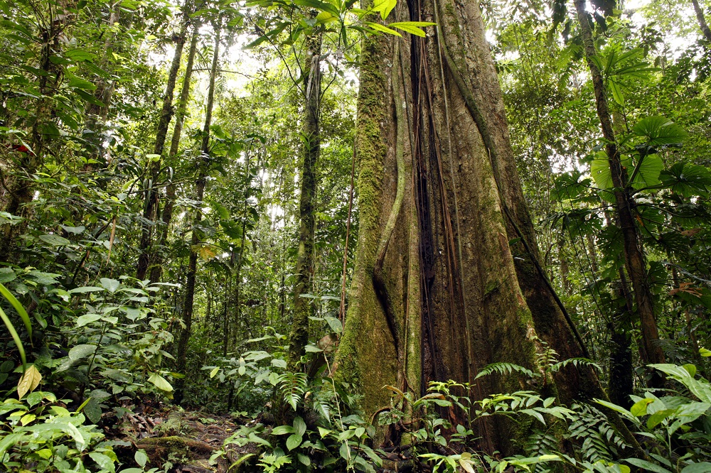 The Surui Forest Carbon Project - Forest Trends