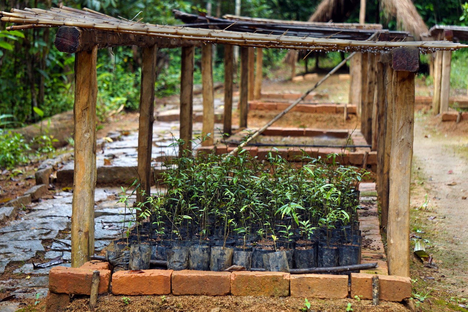 How to Plant a Trillion Trees and Get Real Climate Results - Forest Trends