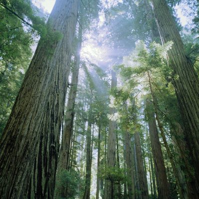 Webinar: Financing Forests with Commodity and Carbon Markets - Forest ...