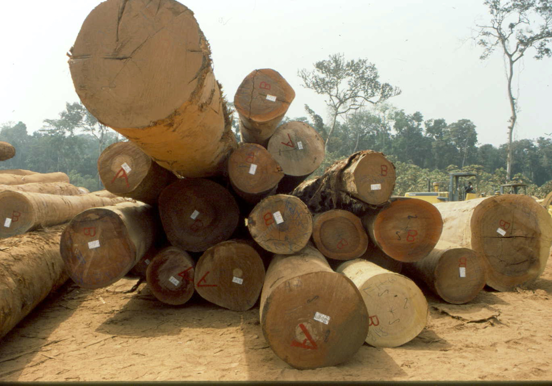 Vietnamese timber associations commit to a more sustainable timber ...