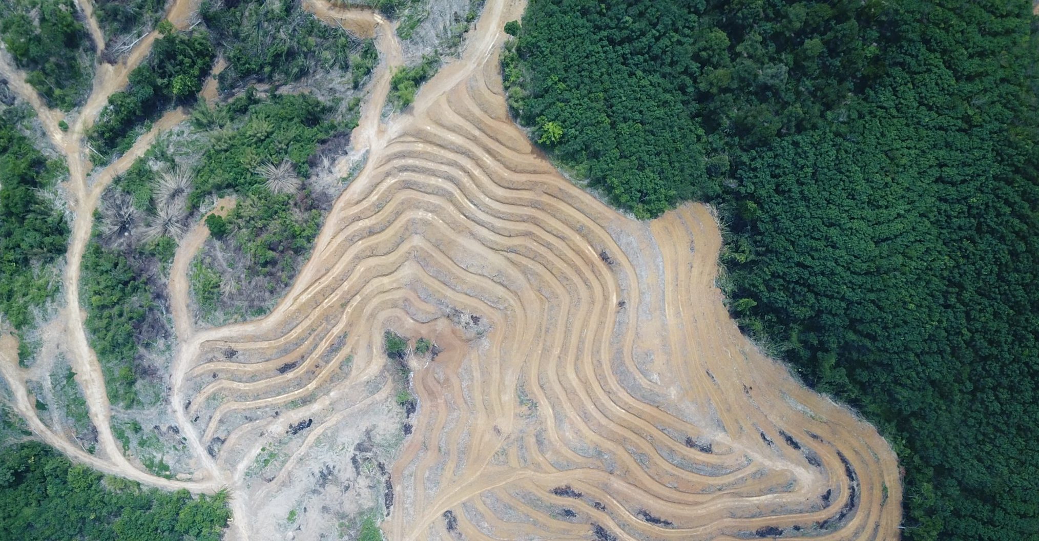 Forest Carbon Platform - Forest Trends