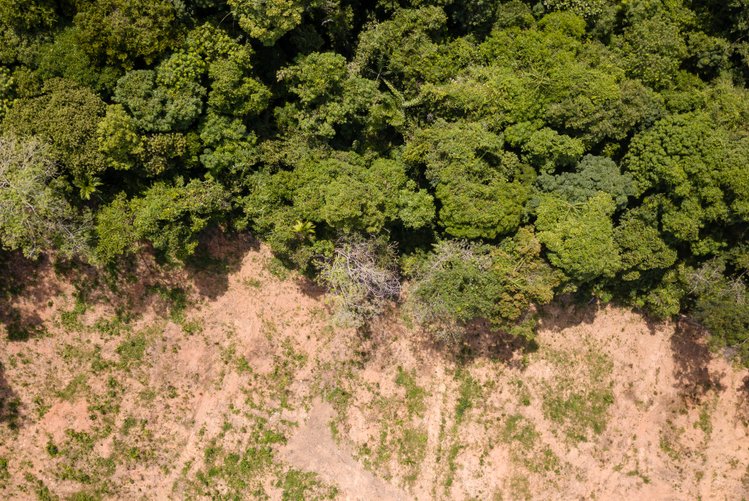 Extent and Nature of Illegal Deforestation for Commercial Agriculture ...