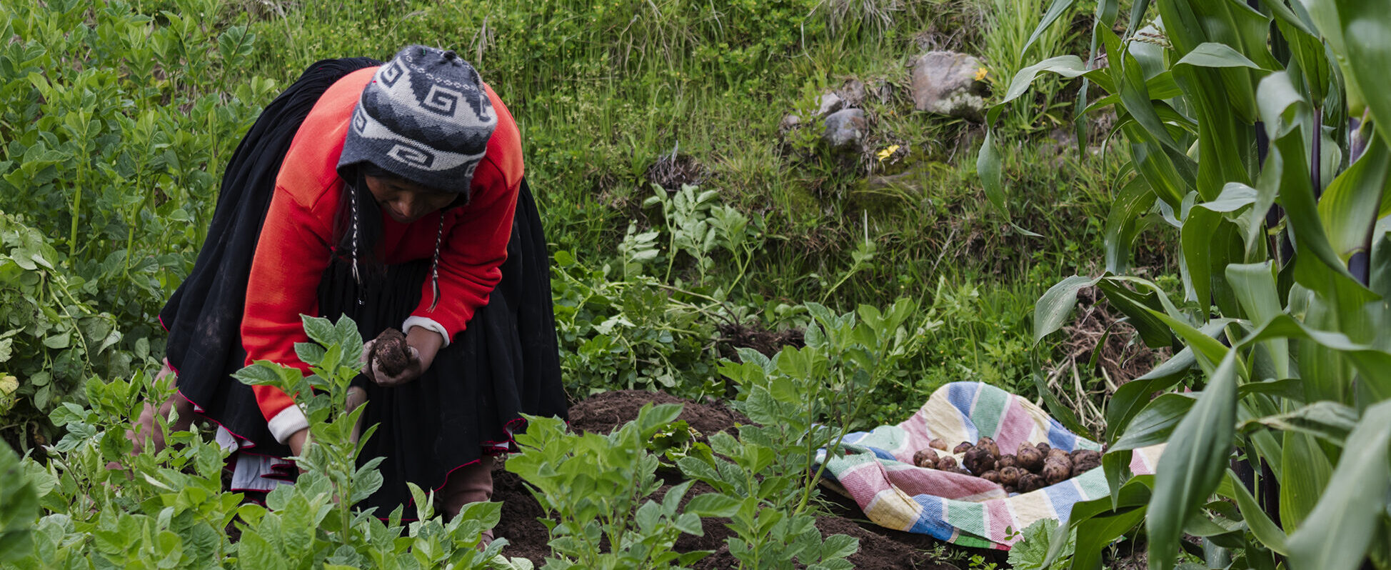 Resilience Dispatch #24: Tropical agriculture reimagined - Forest Trends