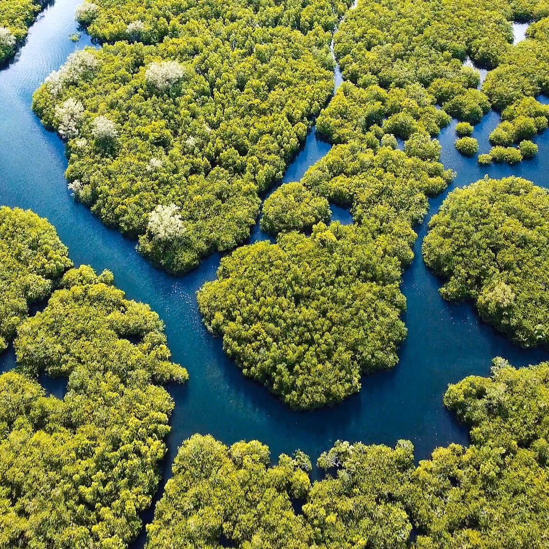 Forest Trends - Pioneering Finance for Conservation