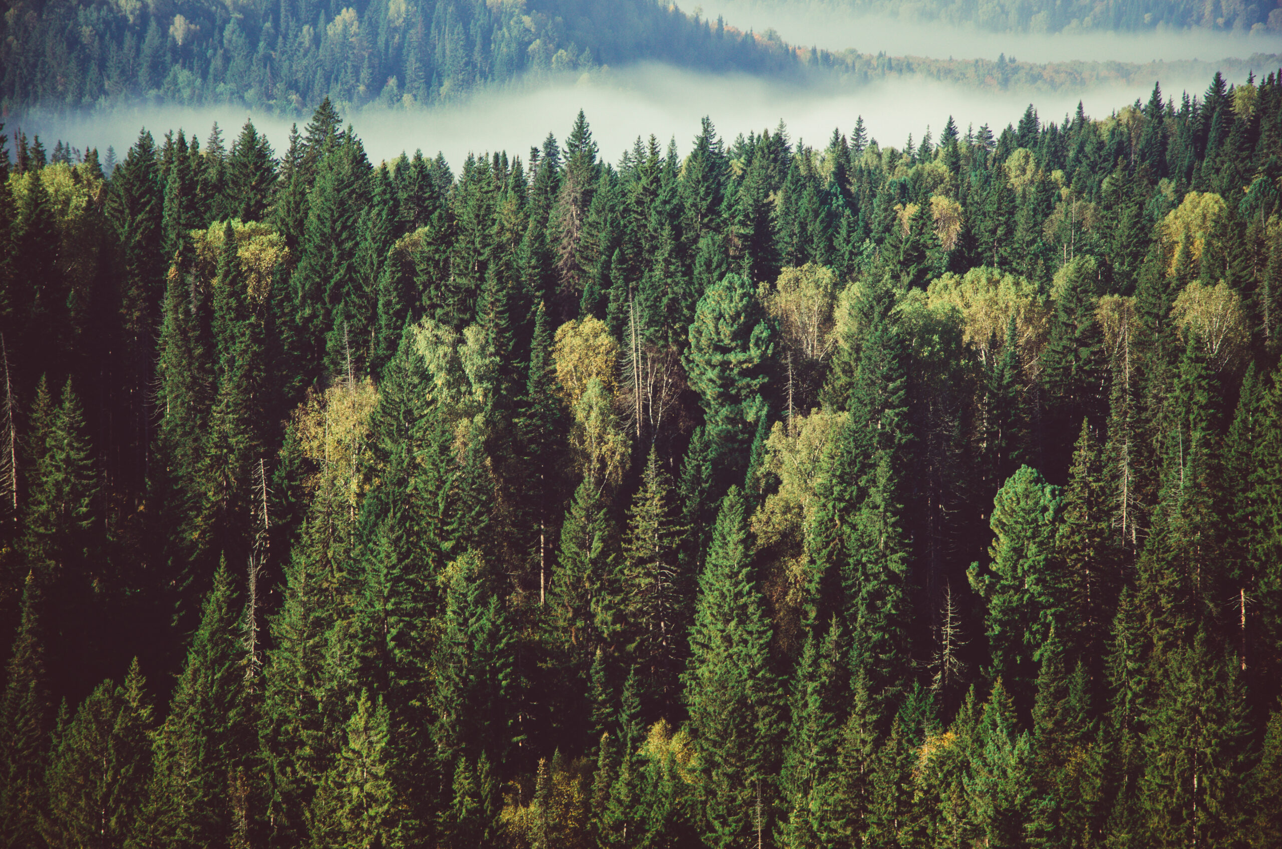 Forestry and Agriculture Investment Summit – November 2022 - Forest Trends