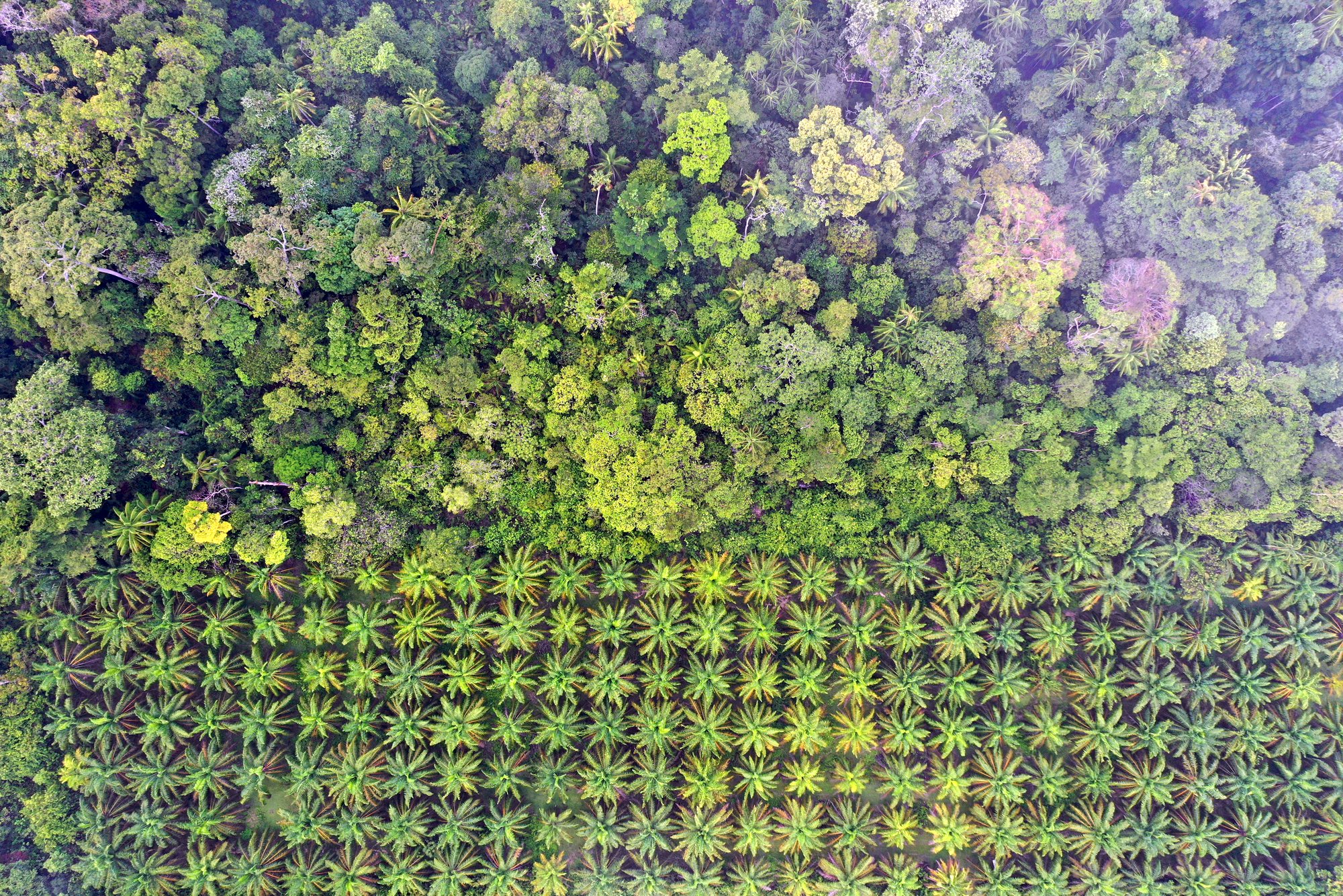 Webinar: Corporate Progress on Zero-deforestation and Nature-positive ...
