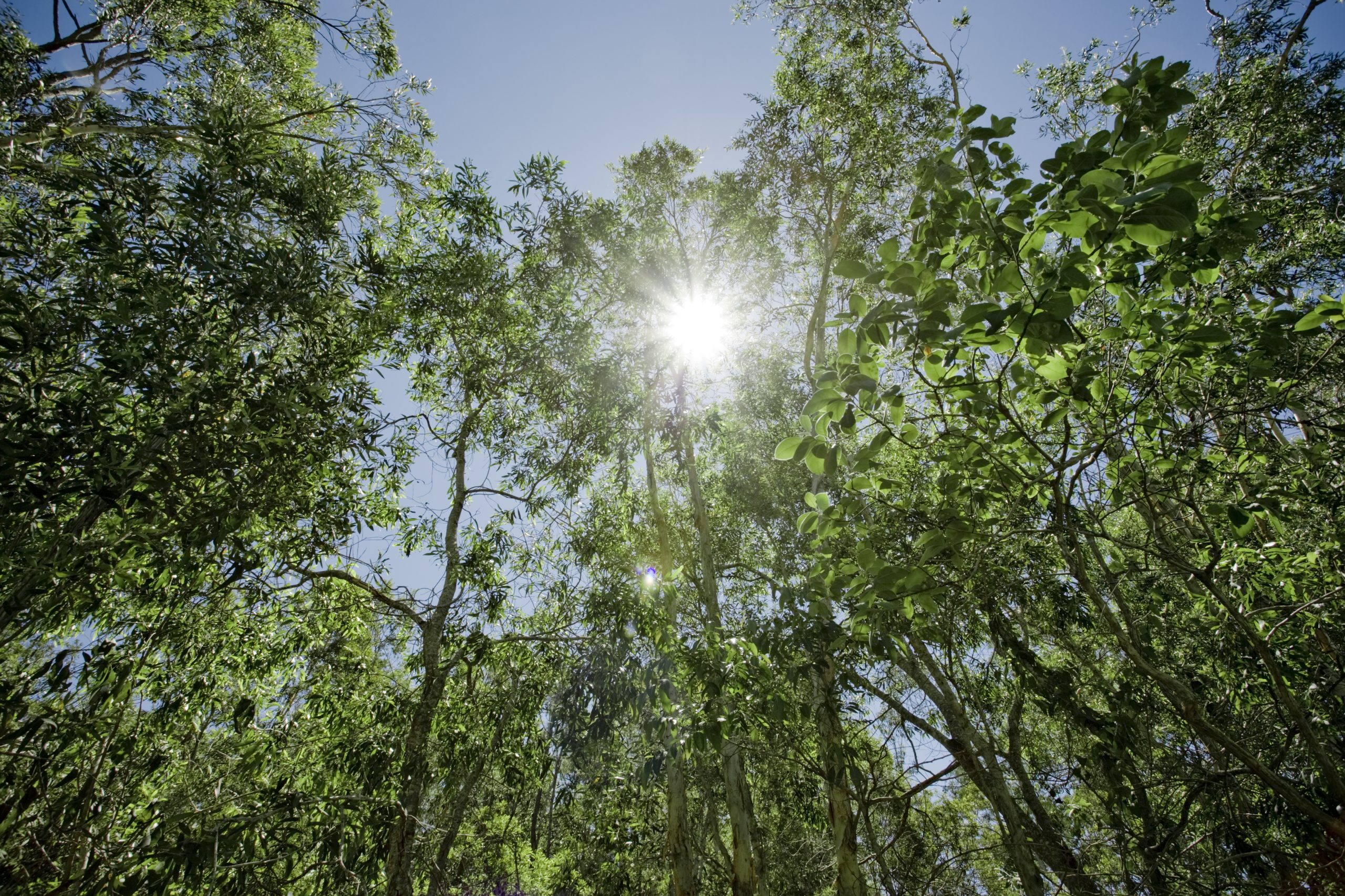 “When it comes to creative ideas, Forest Trends has no peer.” Jim ...