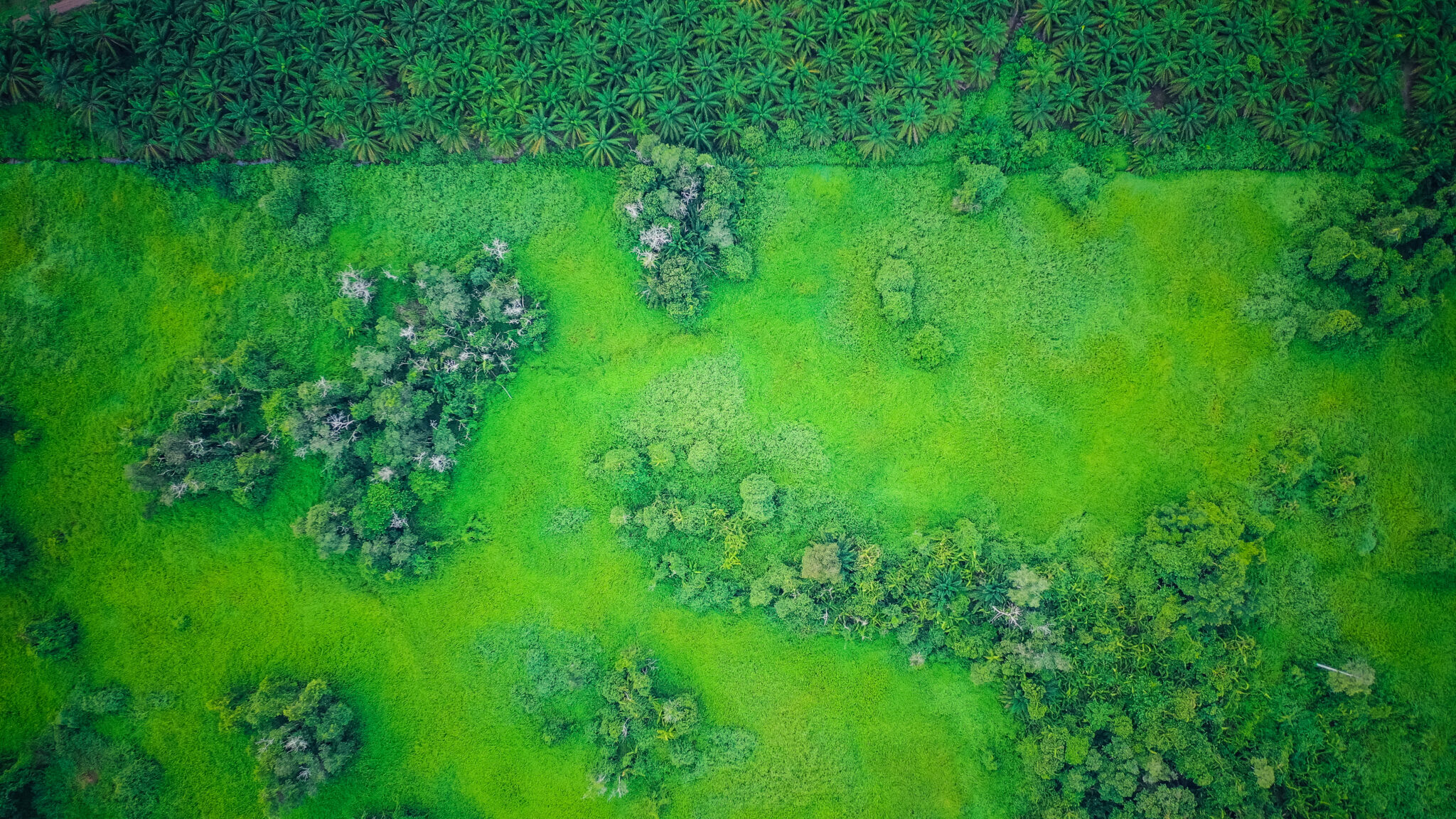 Forest Trends - Pioneering Finance for Conservation